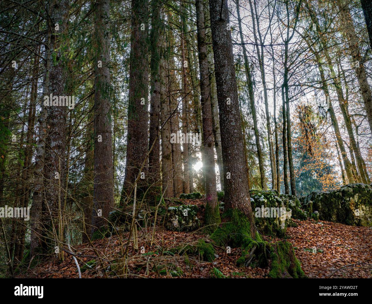 Mountain landscape, inside a forest with centuries-old fir trees, in ...