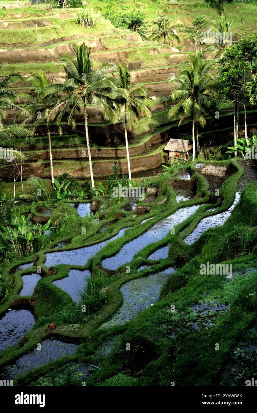 Rice terraces in Tegalalang, Gianyar, Bali, Indonesia Stock Photo - Alamy