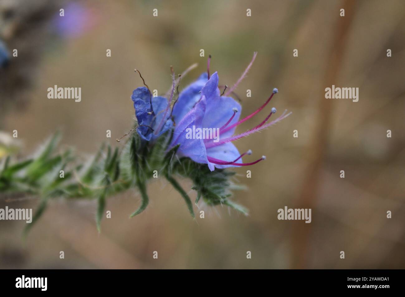 The blue flower with long red tendrils looks exotic and striking Stock ...