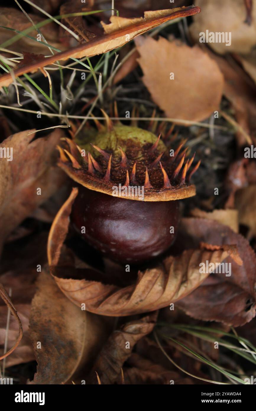 A chestnut lying among the leaves looks like a natural treasure ...