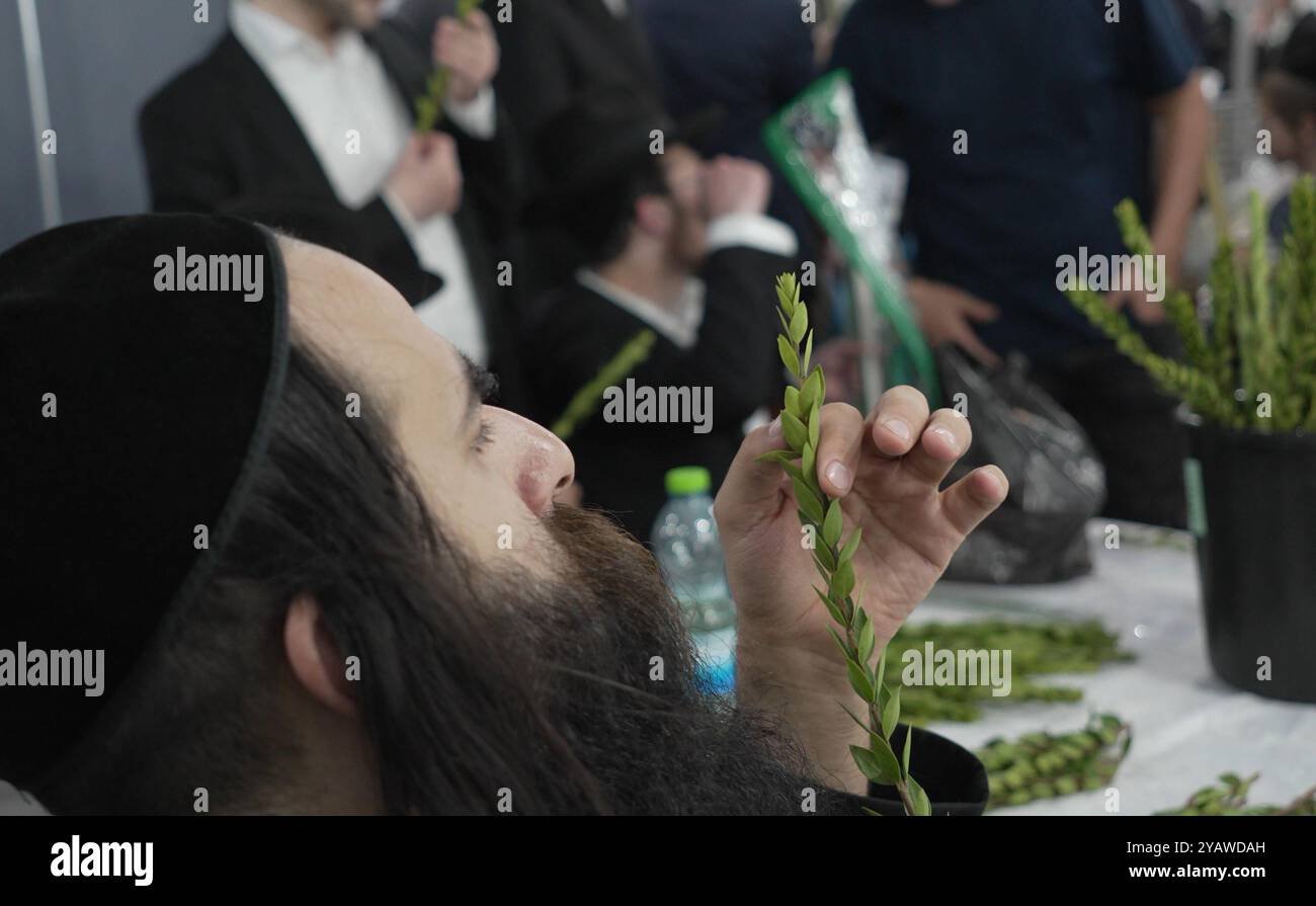 Ultra-Orthodox Jews check branches of the Hadass myrtle tree before ...