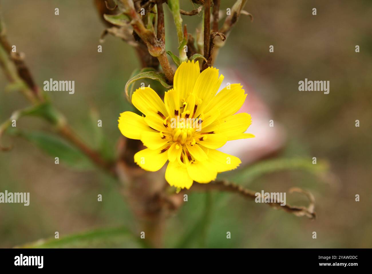A yellow flower has bright, sunny petals that catch the eye and evoke a ...
