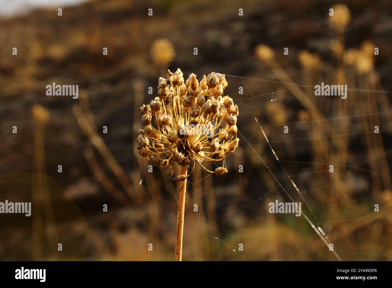 A dry plant with seeds appears fragile but retains its structure even ...