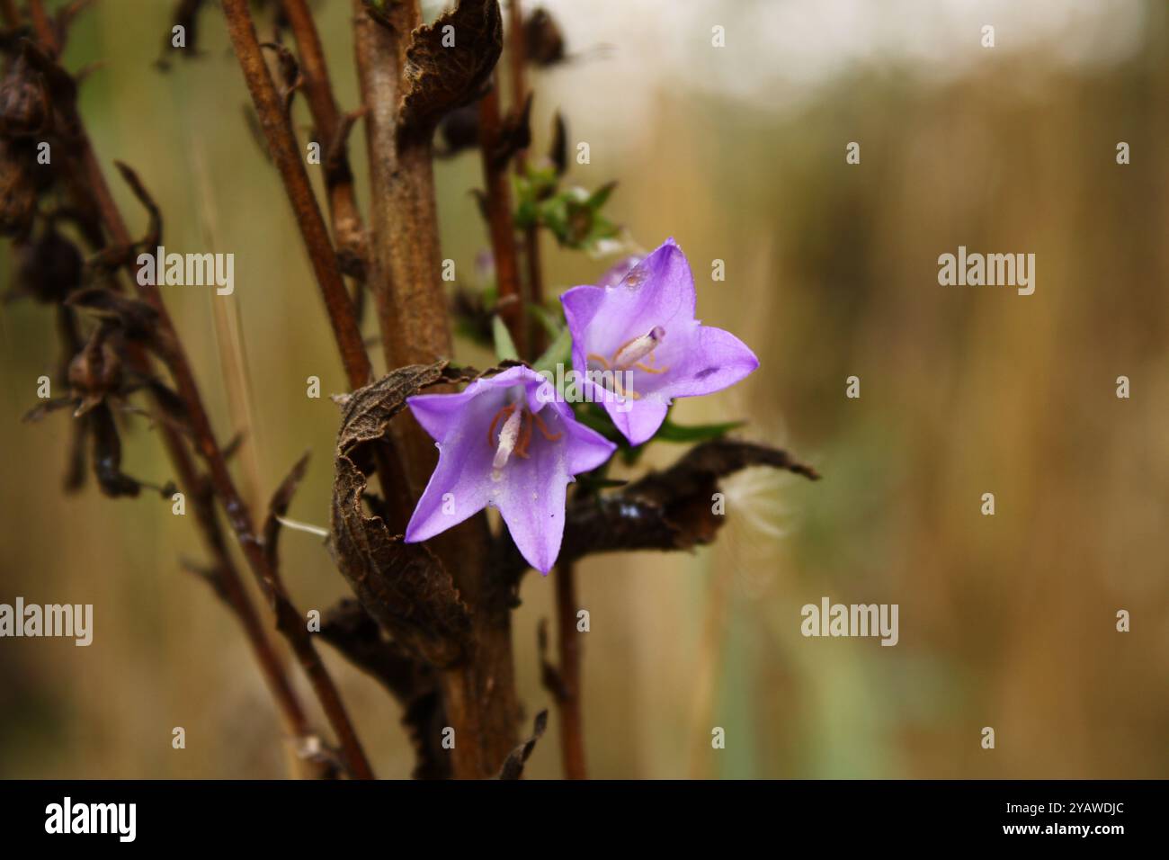 Resembling delicate bells hi-res stock photography and images - Alamy