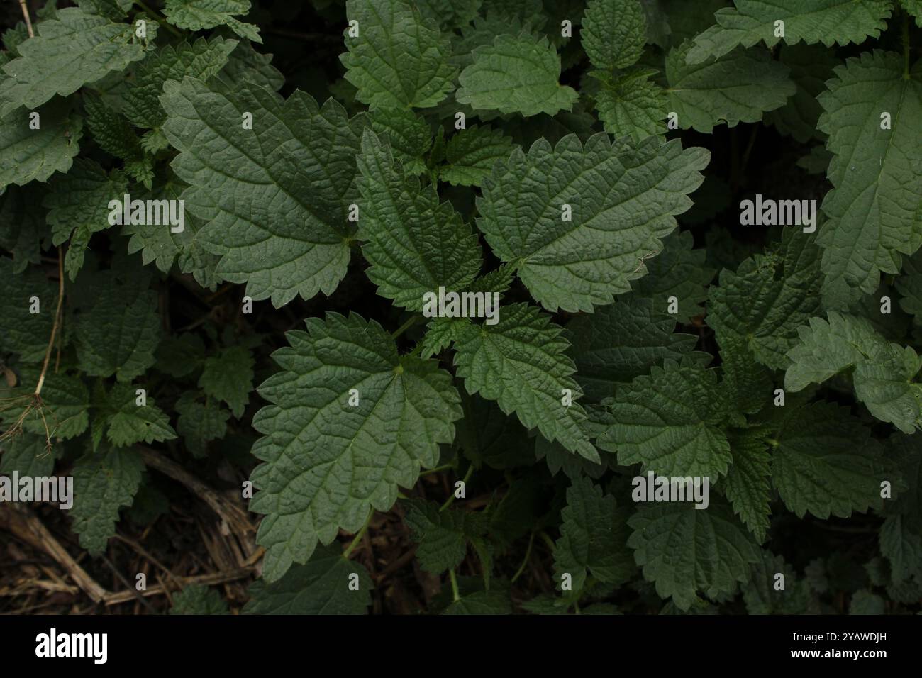 Beauty of plant anatomy hi-res stock photography and images - Alamy