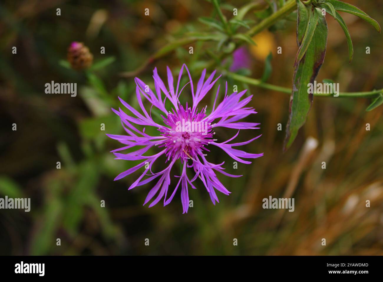 Whimsical arrangement of colorful floral shapes hi-res stock ...