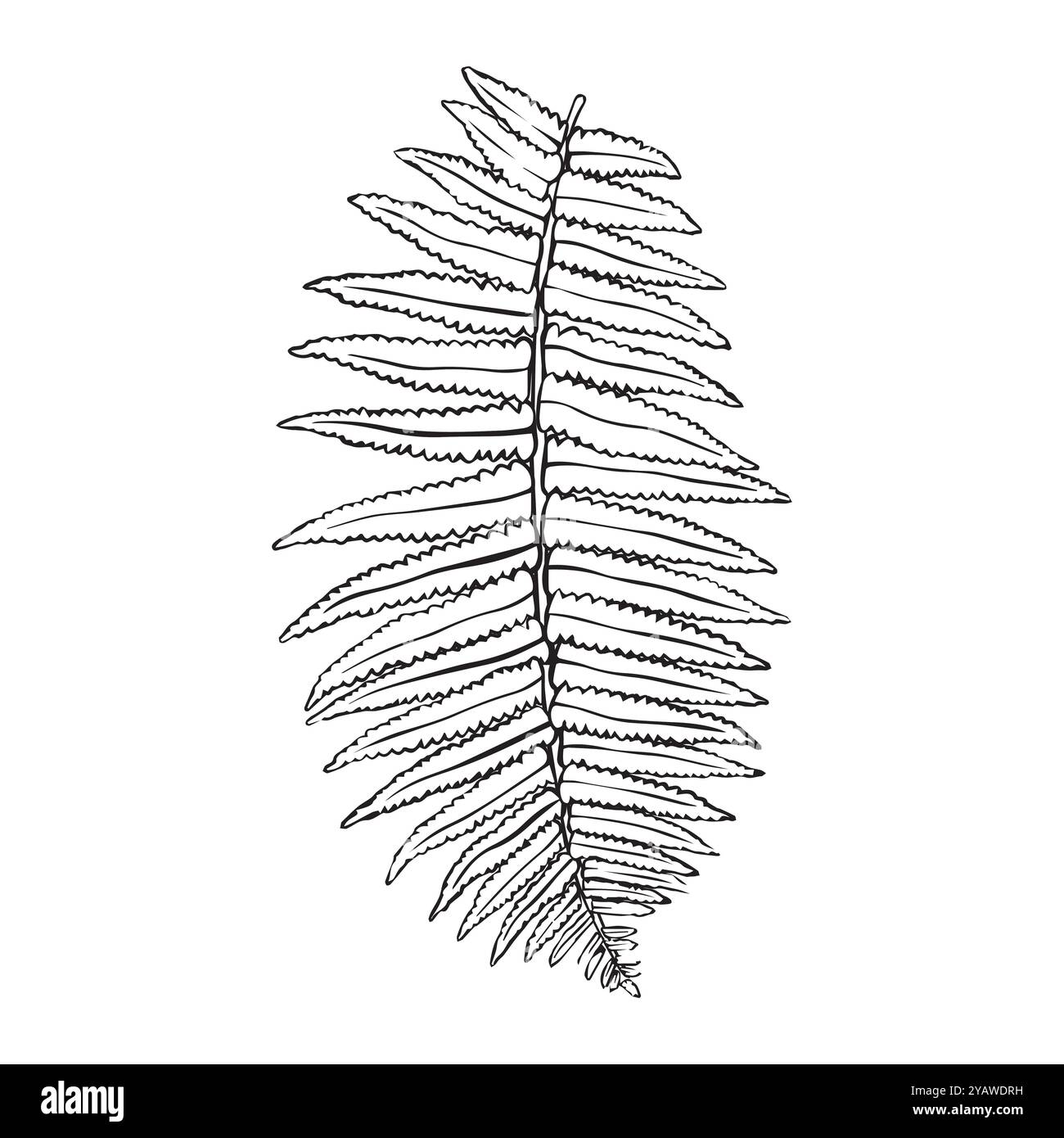 hand drawn fern illustration. fern outline sketch. leaves of ferns ...