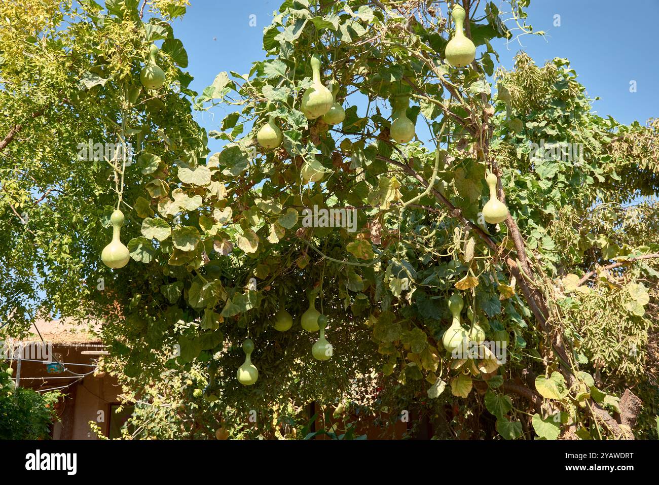Pumpkin plants climbing wooden stakes, heavy with green pumpkins, in ...