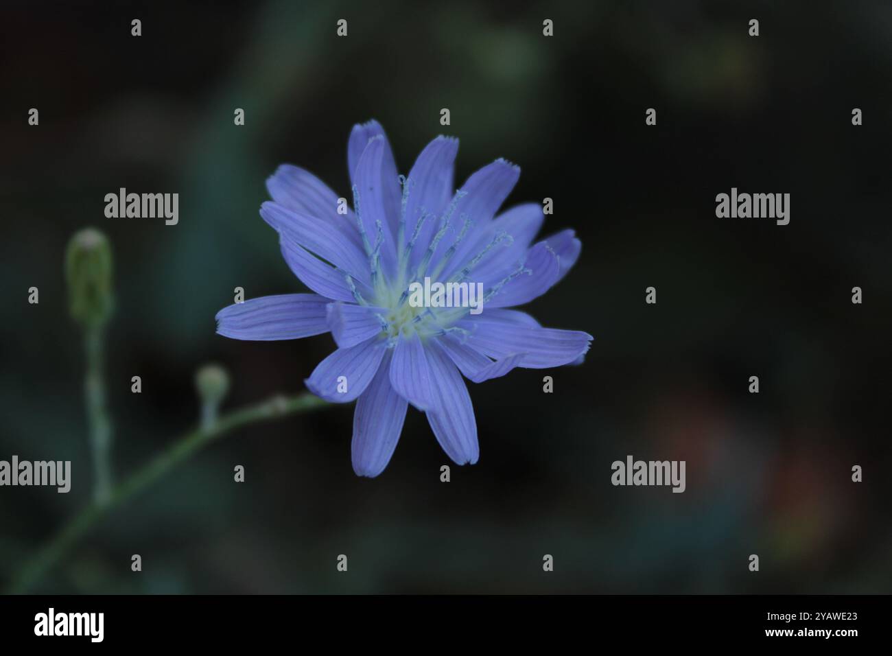 The blue flower captivates with its rare beauty and mysterious hue. Its ...