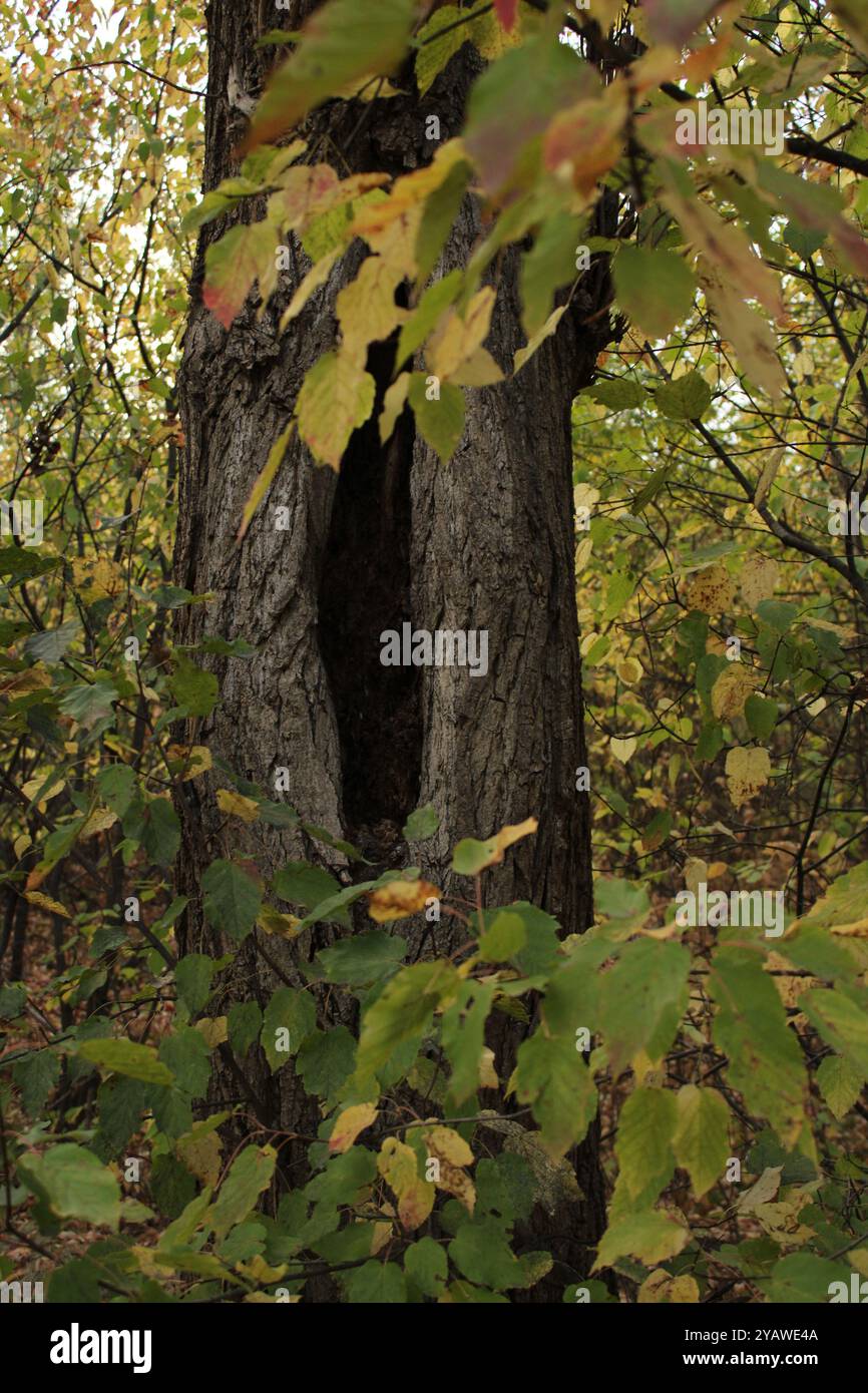 A tree with a strange pattern has a large, flat dark hole located along ...