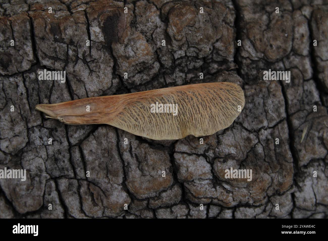 Elongated forms hi-res stock photography and images - Alamy