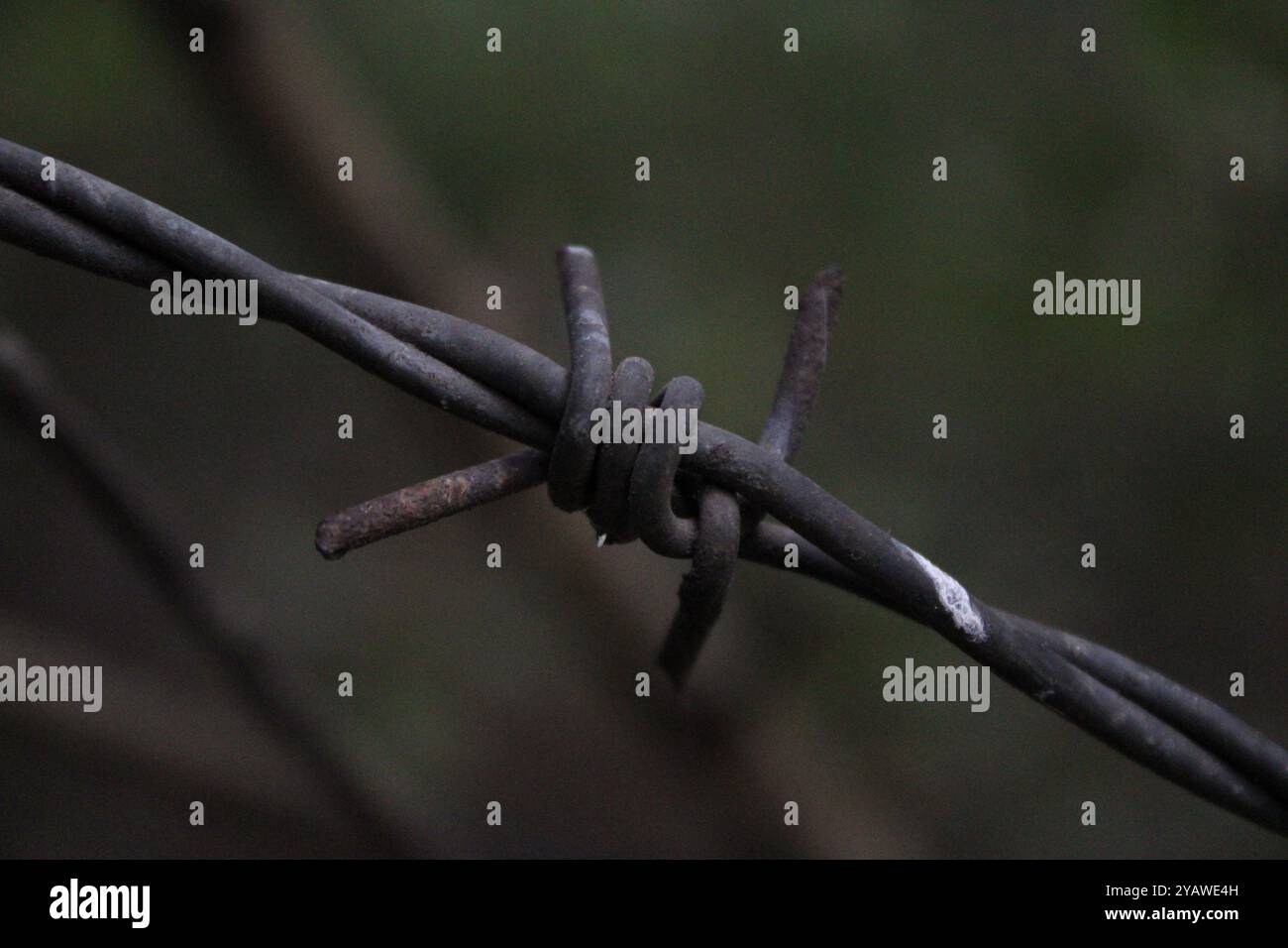 Sharp barbed wire, designed with pointed spikes for security and ...