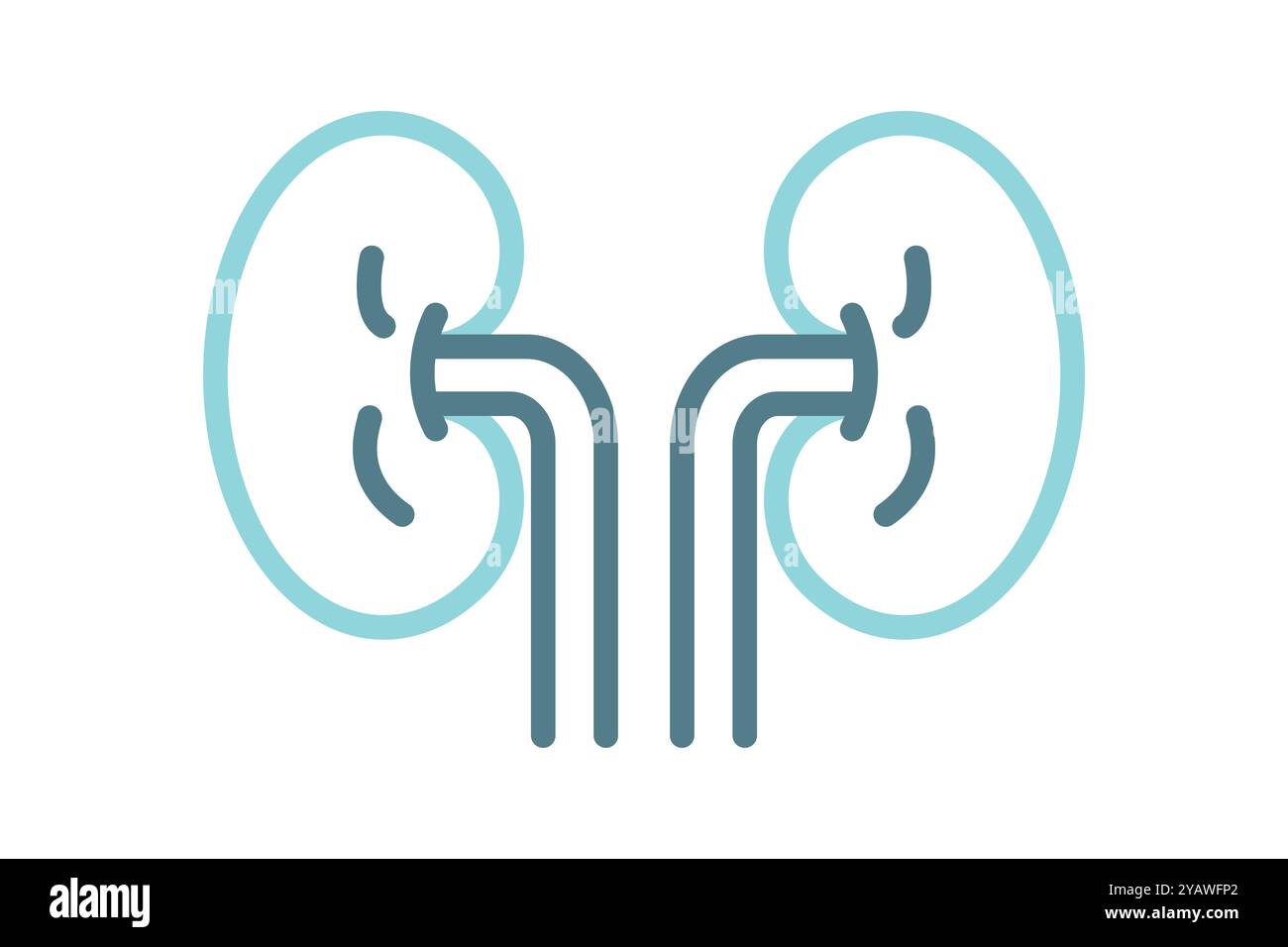 Kidney icon. line icon style. icon related to medical. health elements ...