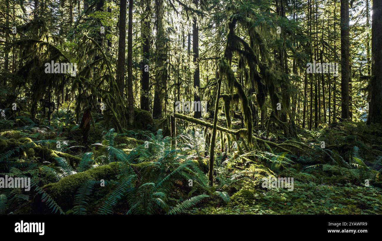 Green opening in a mossy forest glade, Pacific Northwest, USA Stock Photo - Alamy