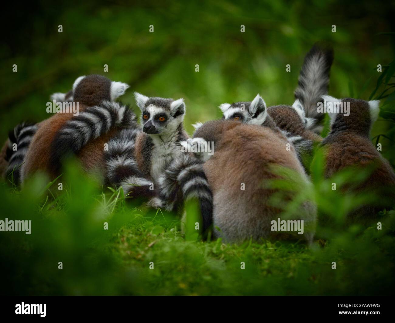 Family of ring tailed lemurs (catta lemurs) in a grass. Popular animals ...