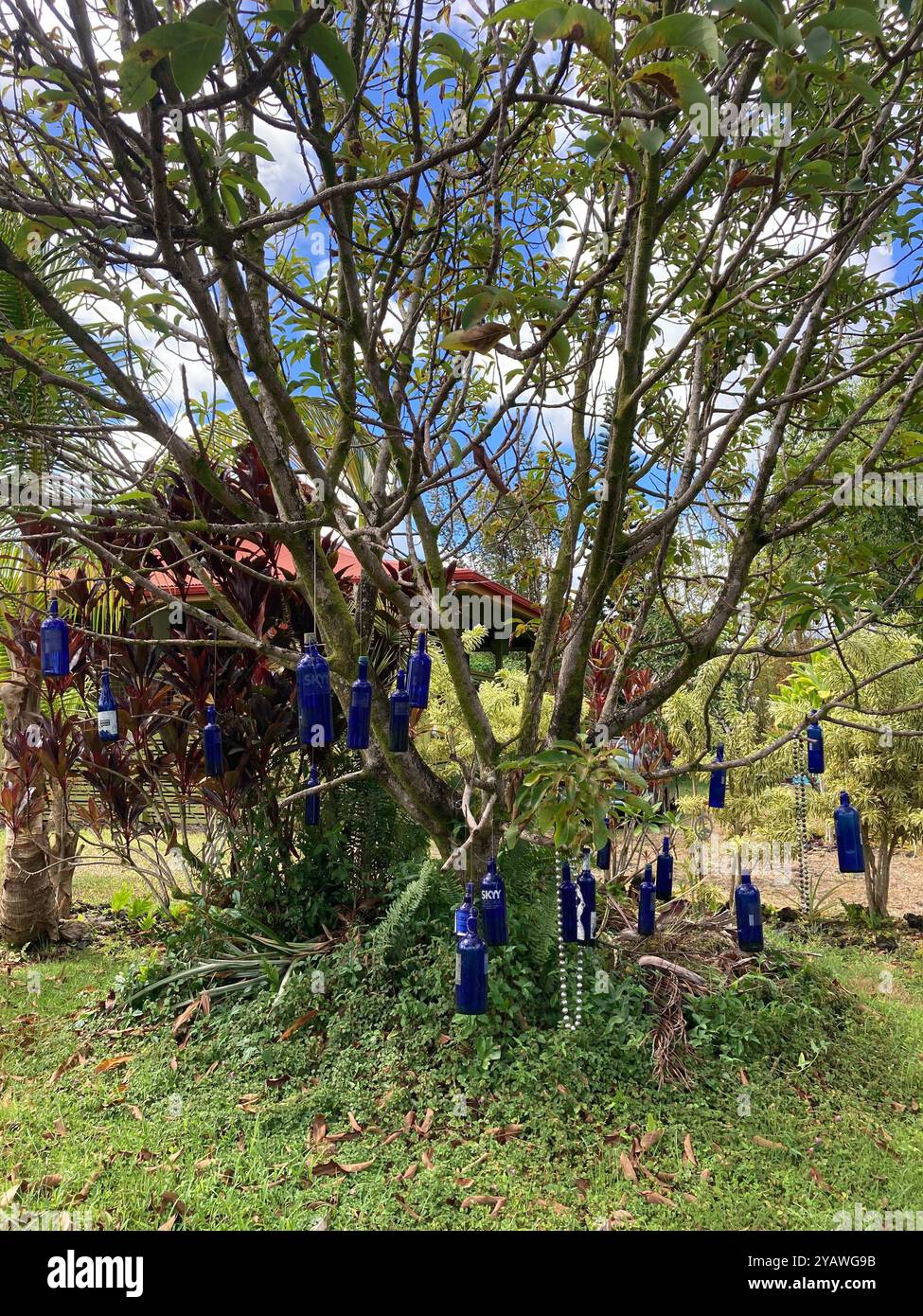 Bottles tree hi-res stock photography and images - Alamy
