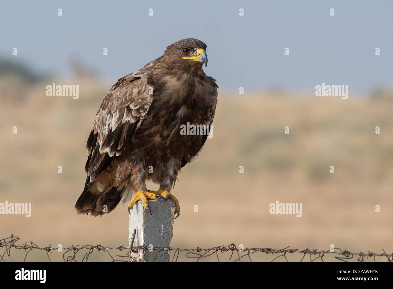 steppe eagle or Aquila nipalensis at Desert National Park in Rajasthan ...