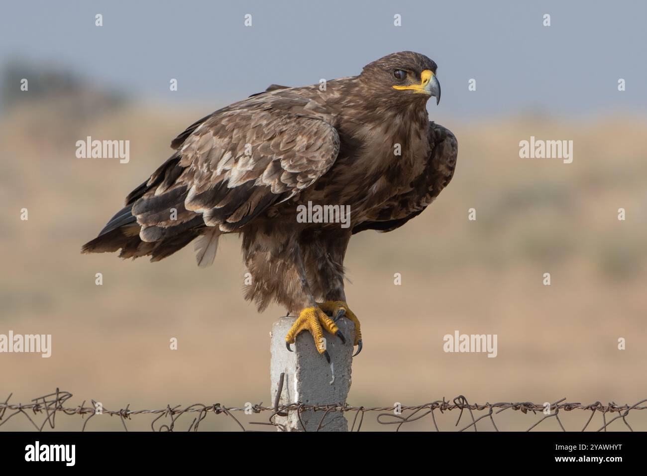 steppe eagle or Aquila nipalensis at Desert National Park in Rajasthan ...