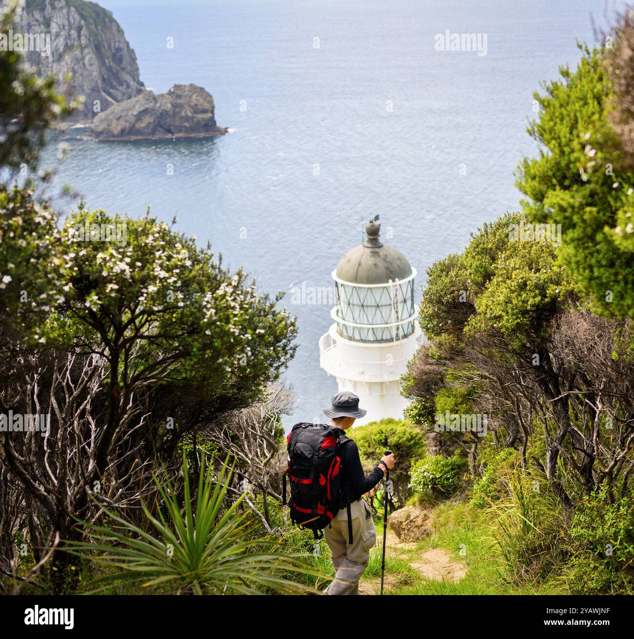 People hiking Cape Brett Walkway towards the lighthouse. Bay of Islands ...
