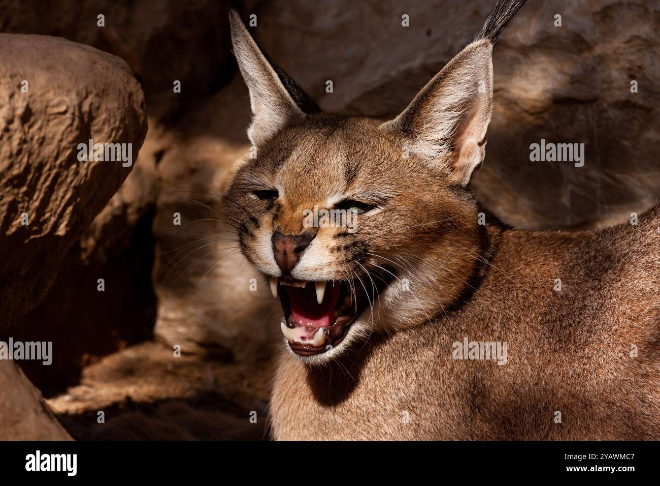 African bushcat hi-res stock photography and images - Alamy