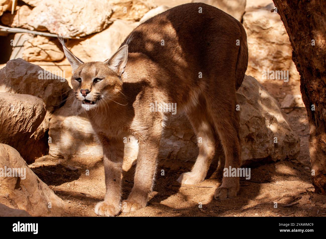 Caracal carnivorous animal hi-res stock photography and images - Alamy