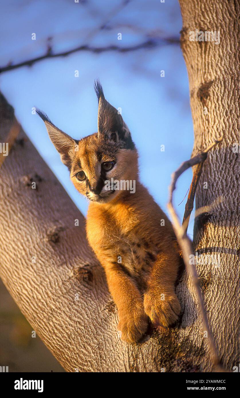 Caracal carnivorous animal hi-res stock photography and images - Alamy