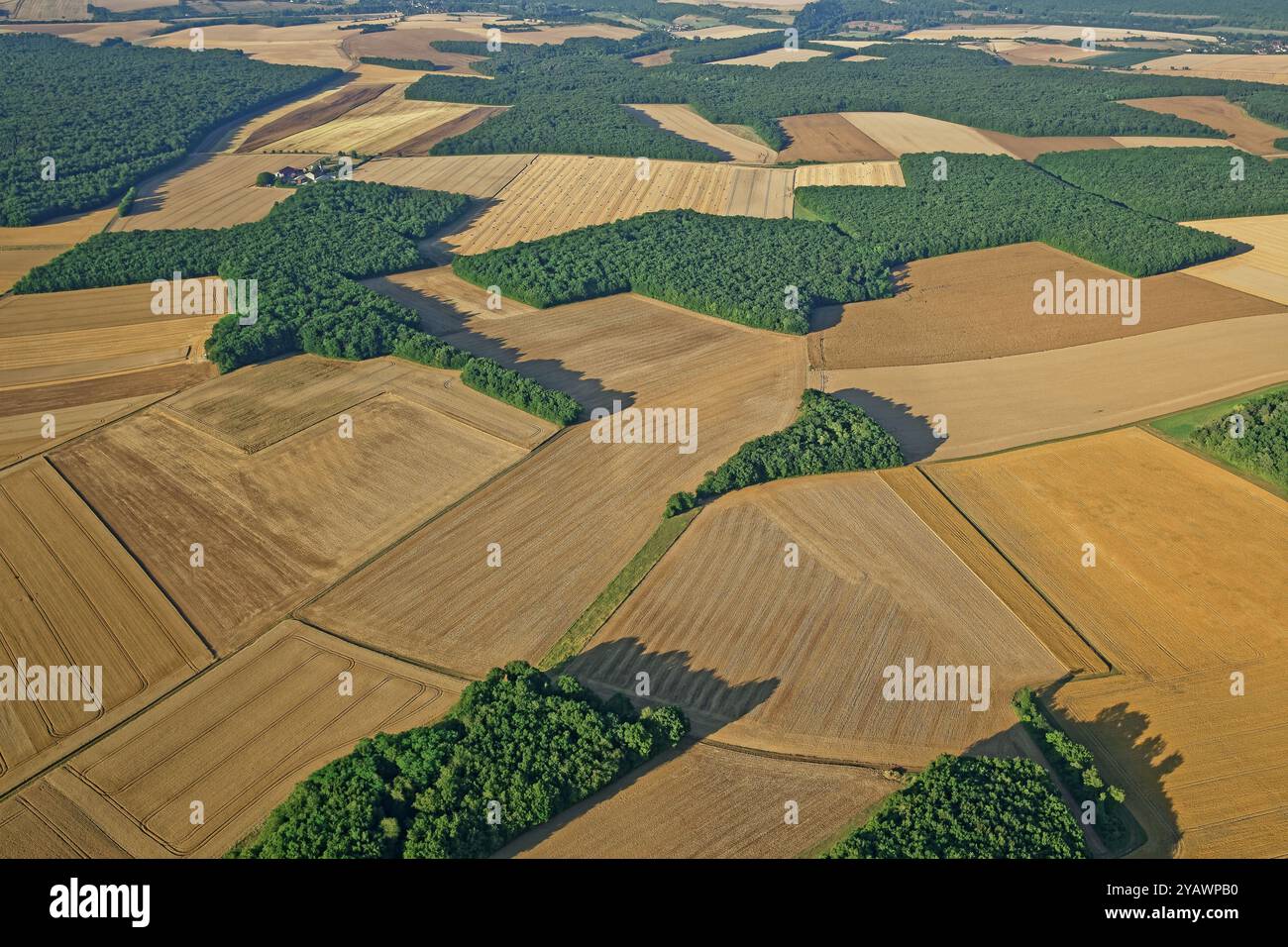 France, Yonne department, Landscape Puisaye natural area, grain fields ...