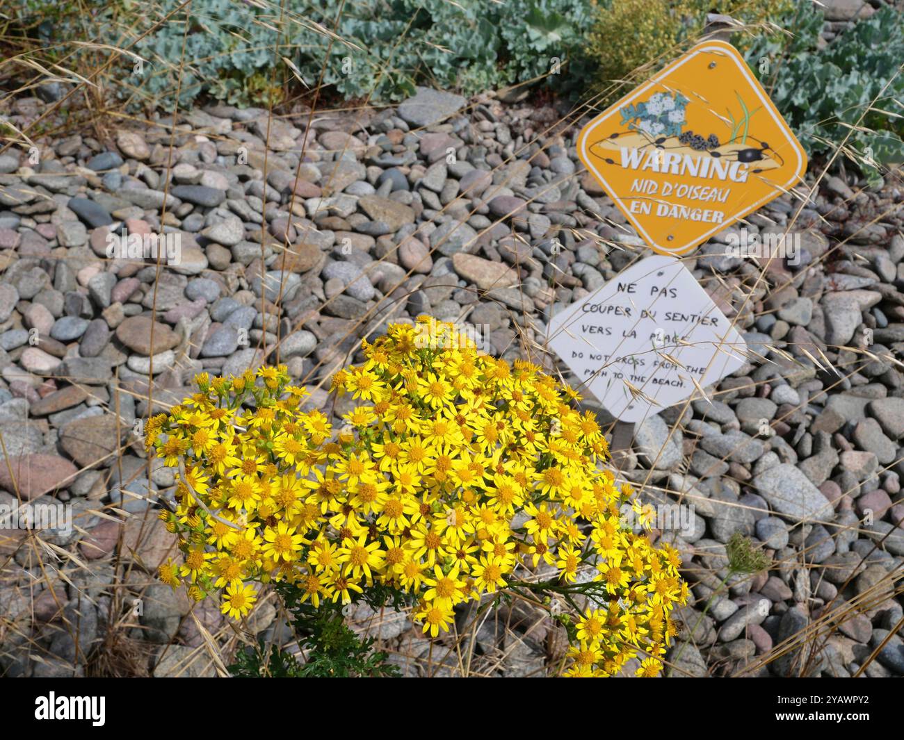 Brittany. Around Pleubian in the Cotes d'Armor, along the GR34, the ...