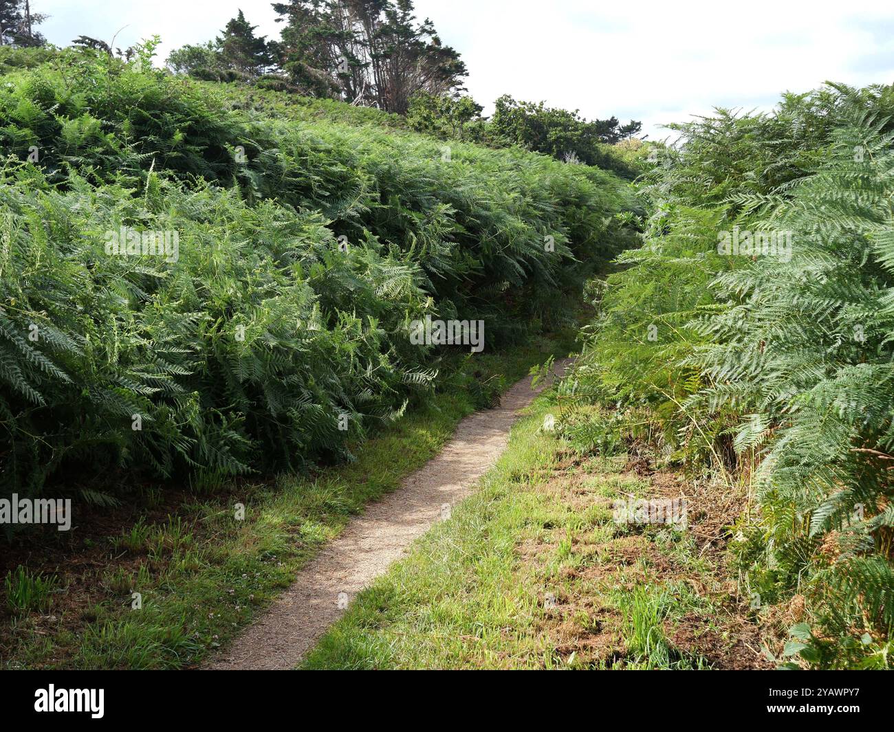 Brittany. Around Pleubian in the Cotes d'Armor, along the GR34, the ...
