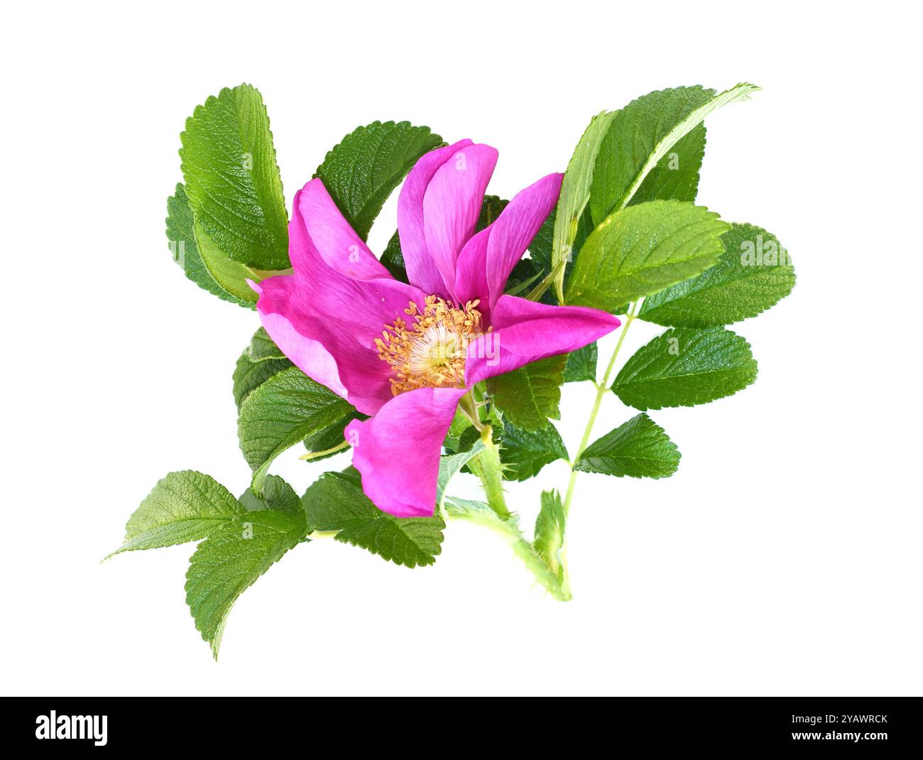 Rugosa rose hi-res stock photography and images - Alamy