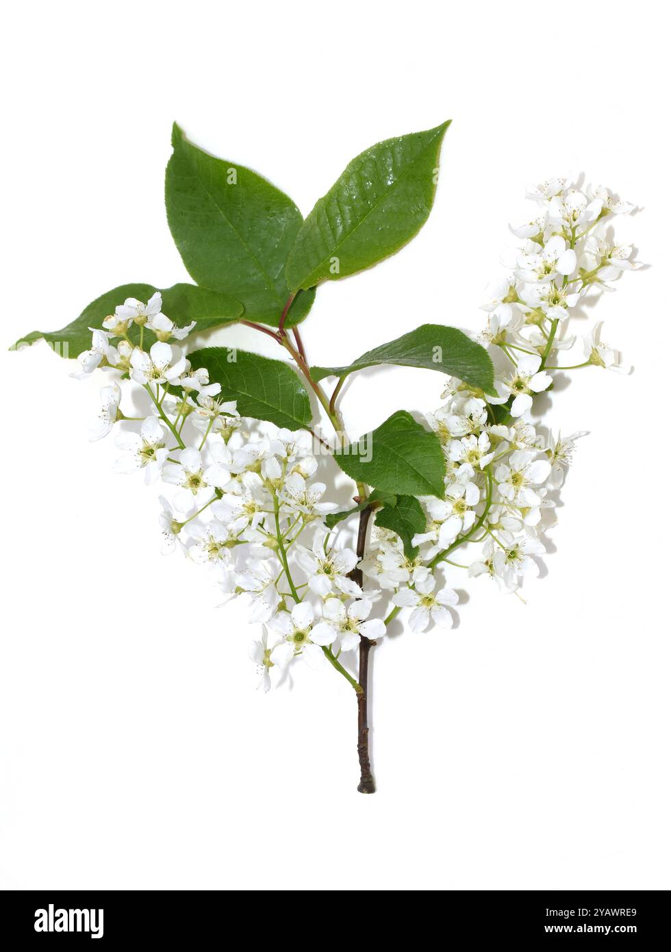 Prunus tree white flower bloom Cut Out Stock Images & Pictures - Alamy