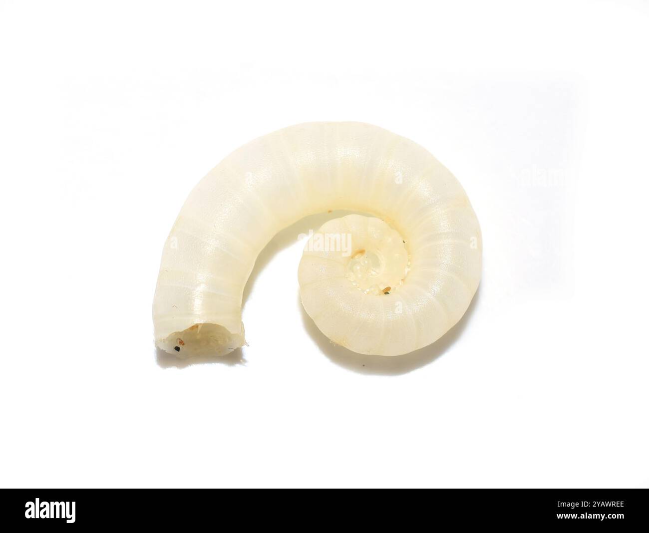 The internal shell from the squid-like mollusk Spirula spirula isolated ...