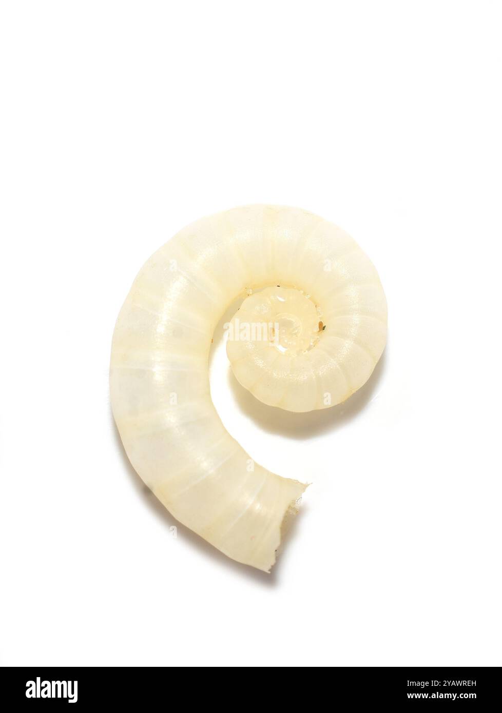 The internal shell from the squid-like mollusk Spirula spirula isolated ...
