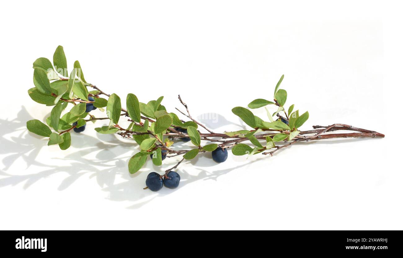 Bog bilberry Vaccinium uliginosum berries isolated on white background ...