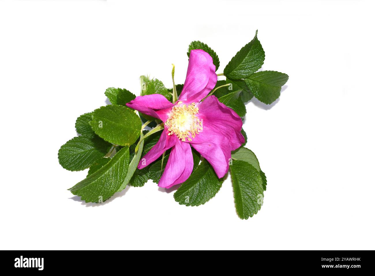 Invasive shrub Rugosa rose Rosa rugosa pink flower closeup isolated on ...