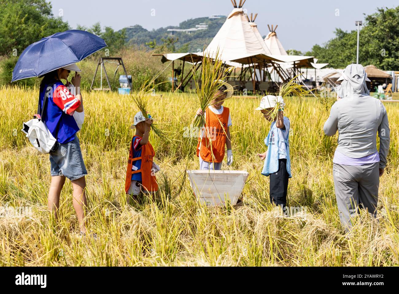 People experience harvesting rice in the field in Shenzhen City, south ...