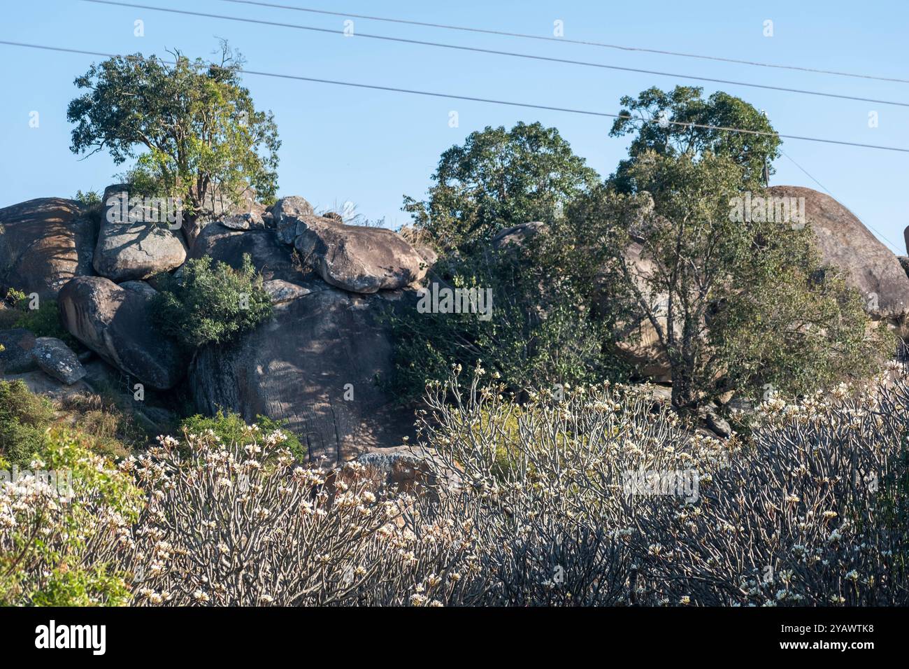 A collection of trees and bushes clustered together in the scenic ...