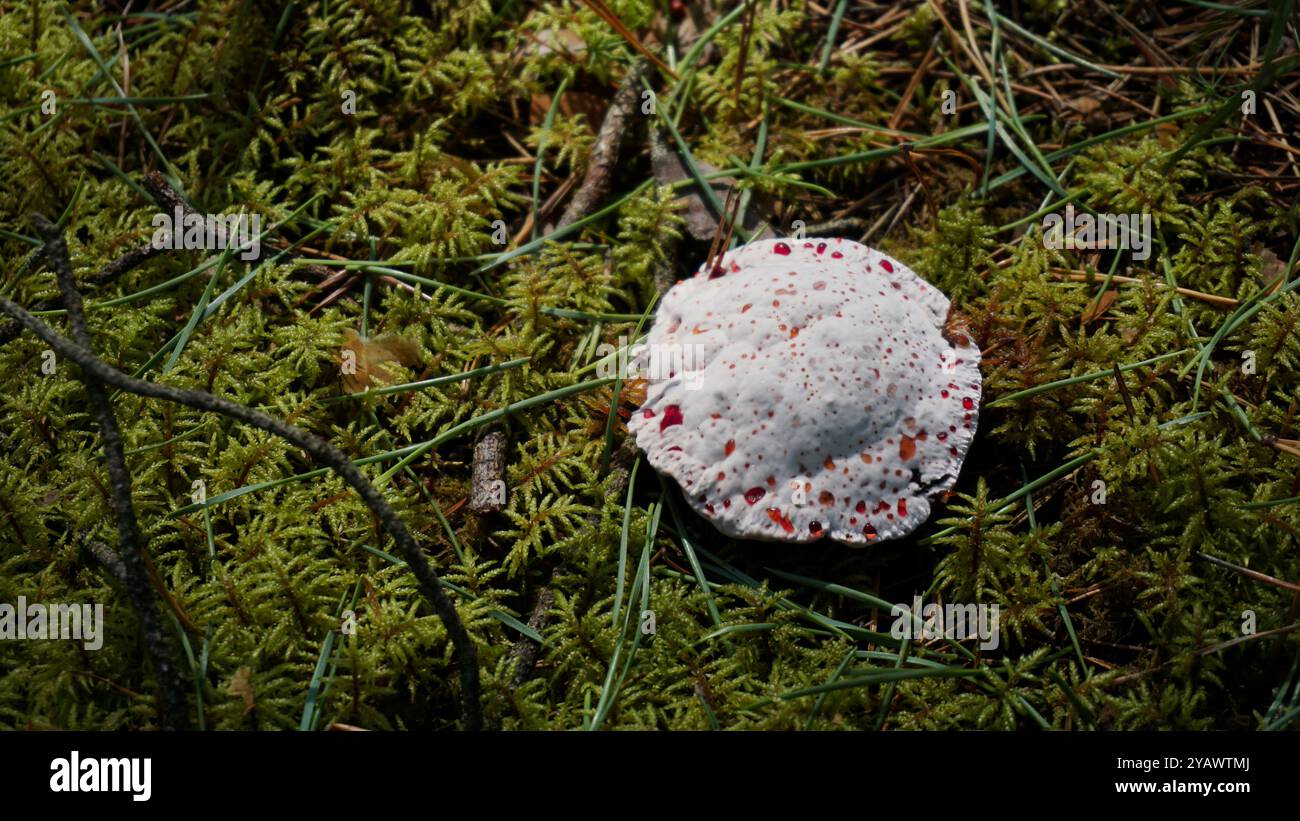 Bleeding tooth or fungus, Round Hydnellum peckii growing among moss ...