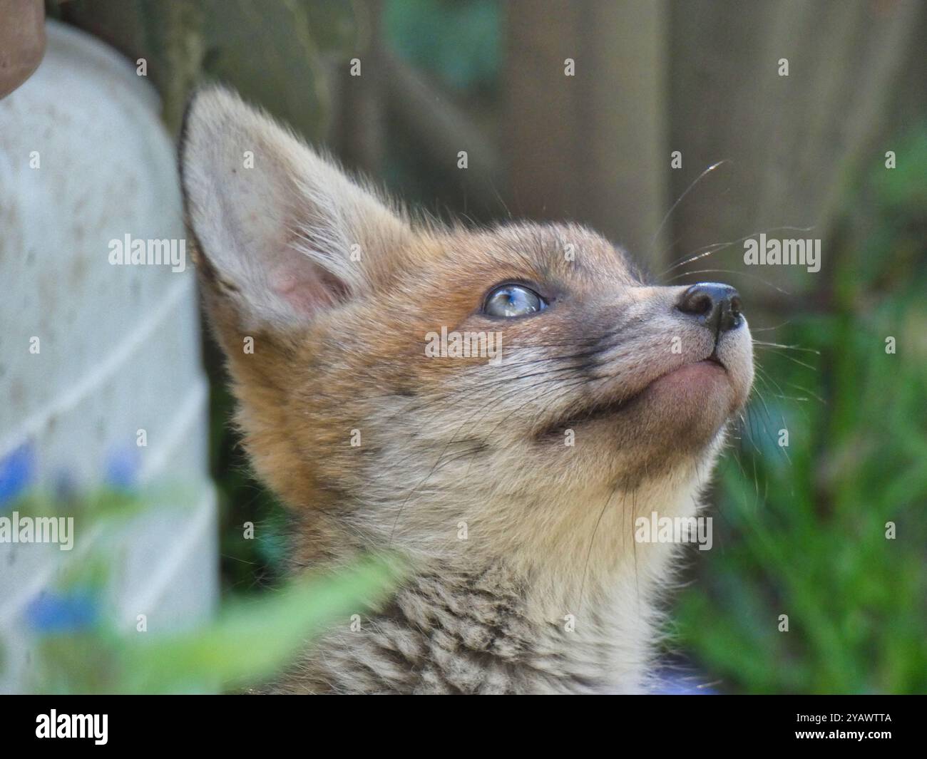 Fox cub, looking up in garden Stock Photo - Alamy