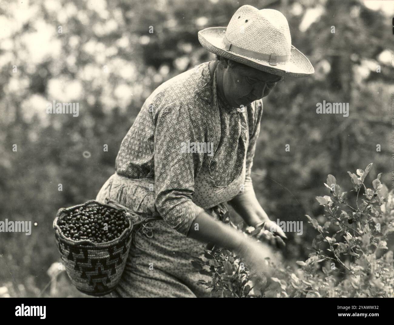 Native American women with basket picking huckleberries, circa 1940s ...