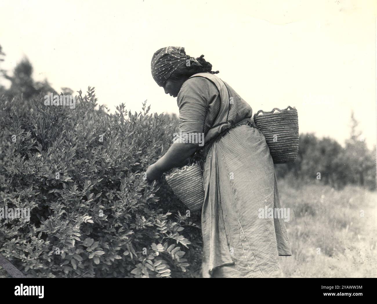 Native American women with basket picking huckleberries, circa 1940s ...