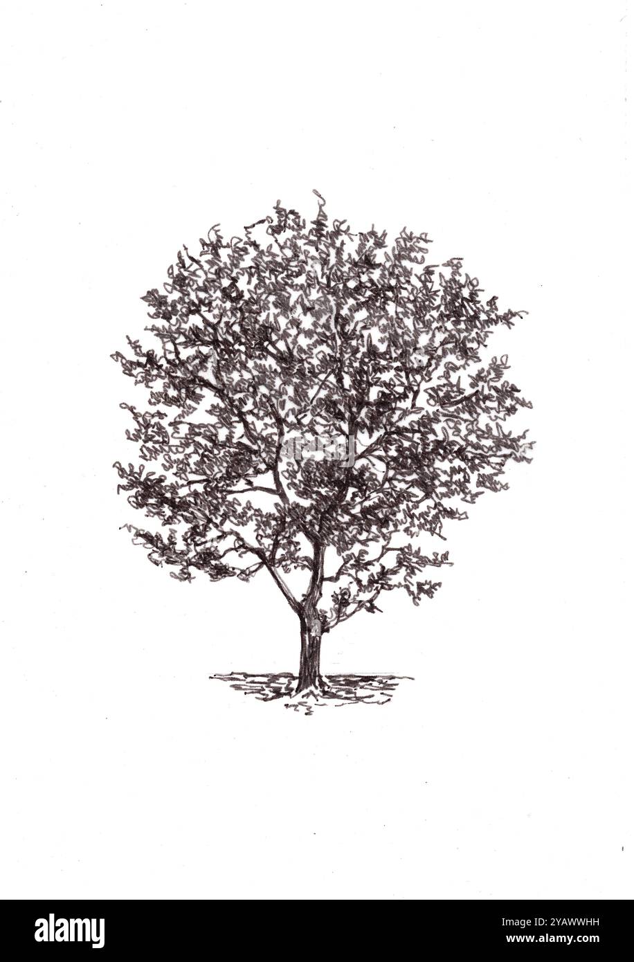 Autumn tree ink black Cut Out Stock Images & Pictures - Alamy