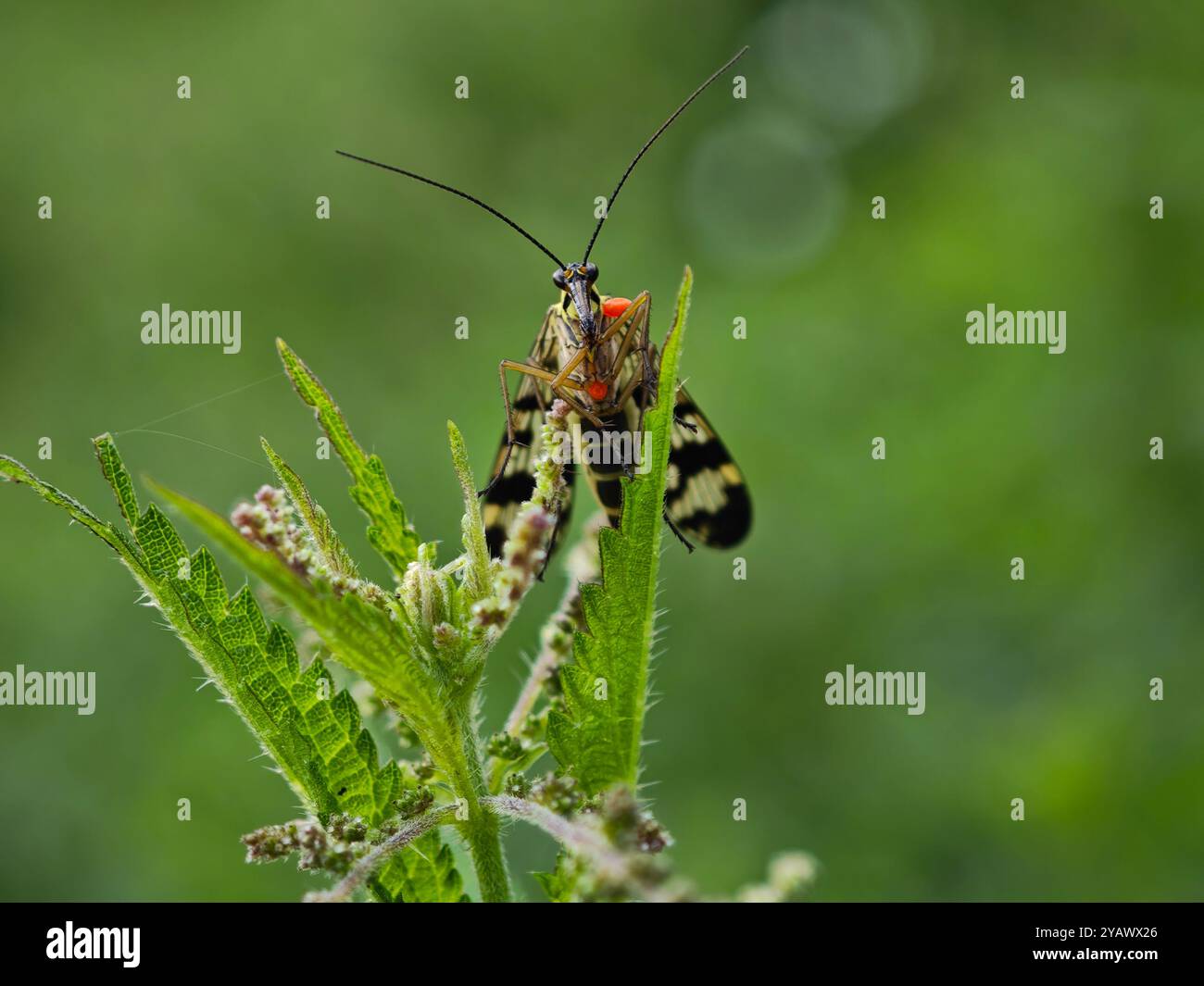 A male Scorpionfly (Panorpa communist) perched on a leaf, showcasing ...