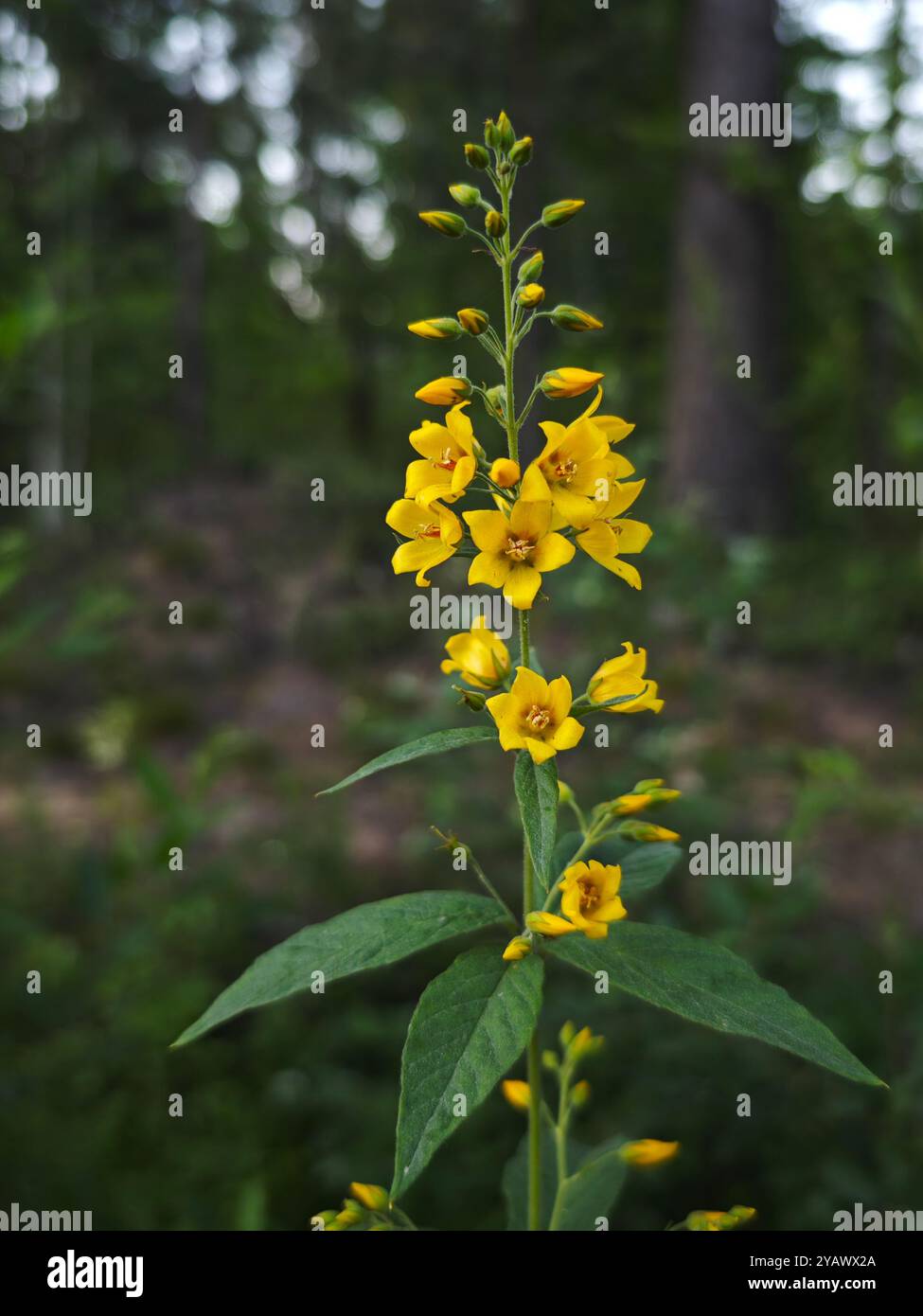 Vibrant yellow blooms of Garden Loosestrife (Lysimachia vulgaris), a ...