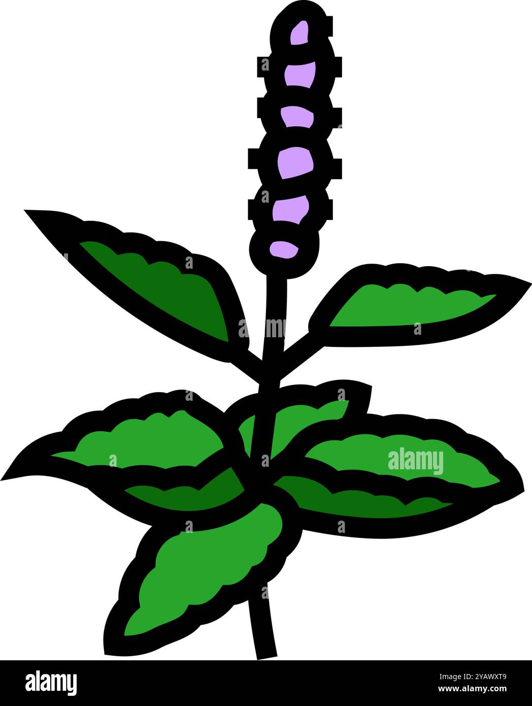holy basil ayurvedic herb color icon vector illustration Stock Vector ...