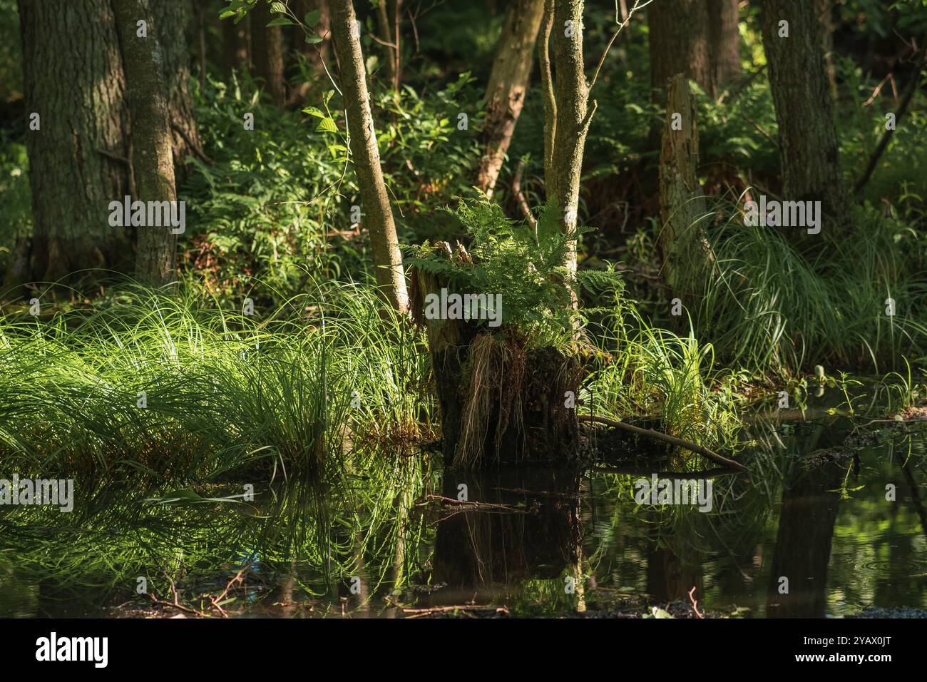 shady swamp, forested wetland with sedge and stump Stock Photo - Alamy