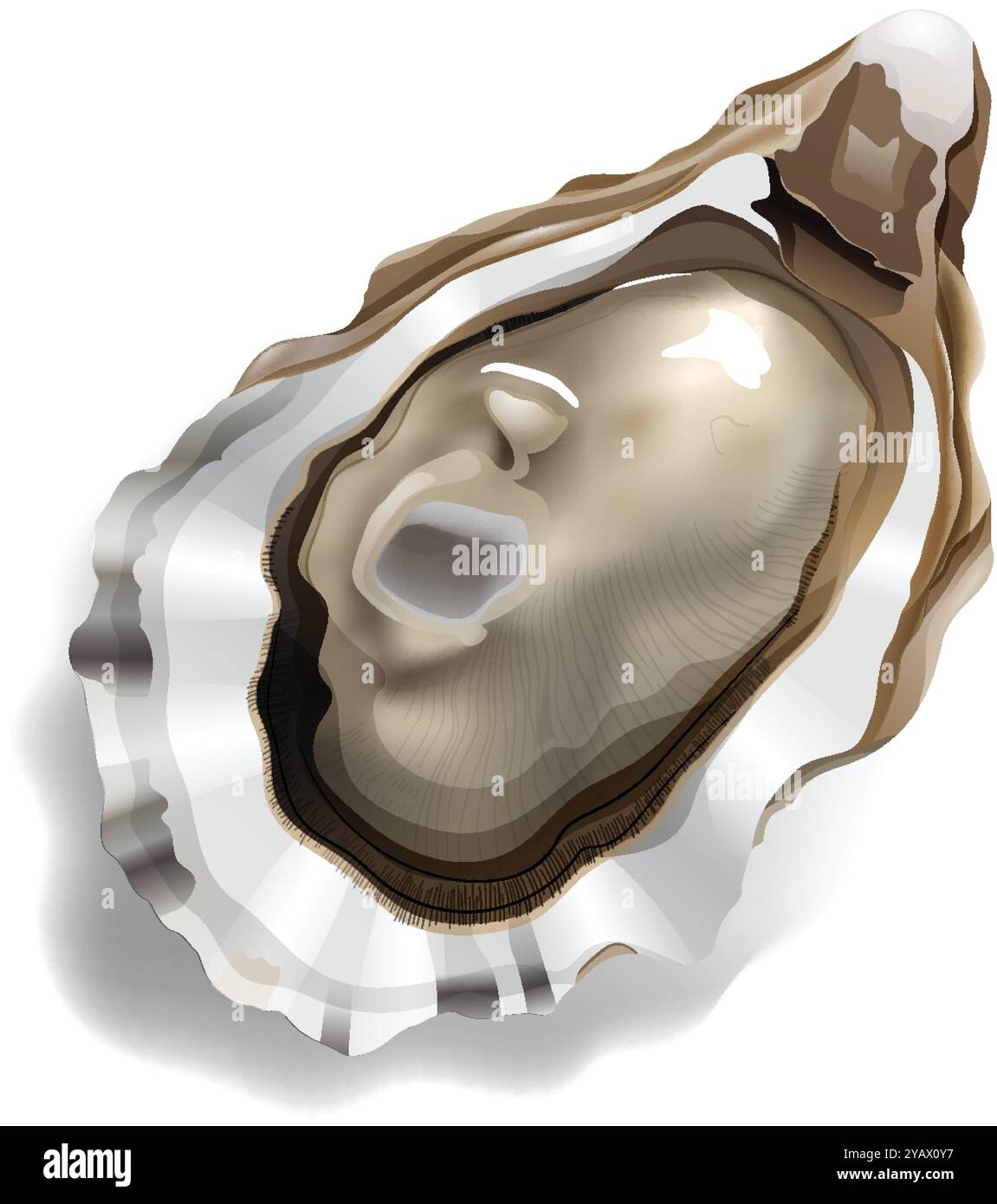 Detailed vector illustration of an oyster Stock Vector Image & Art - Alamy