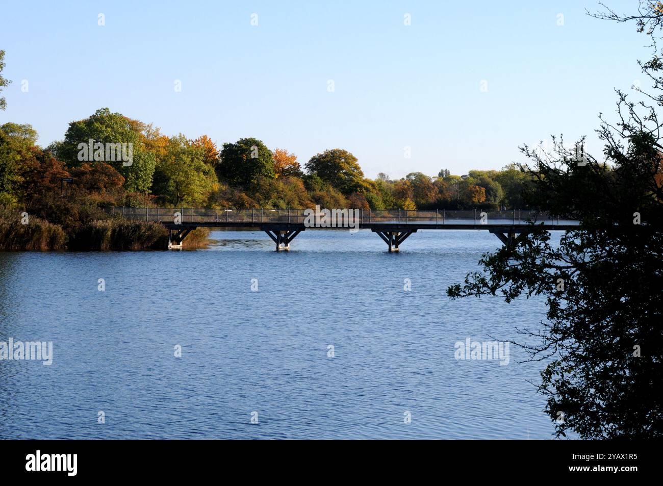Copenhagen/ DenmarK/15 October 2024/ Yellow and brown leaves shows ...