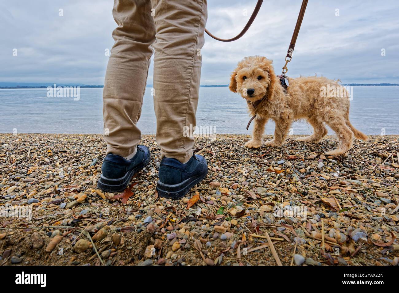 Der treue Begleiter. Die Frau mit ihrem Hund am Seeufer. Feldwies ...