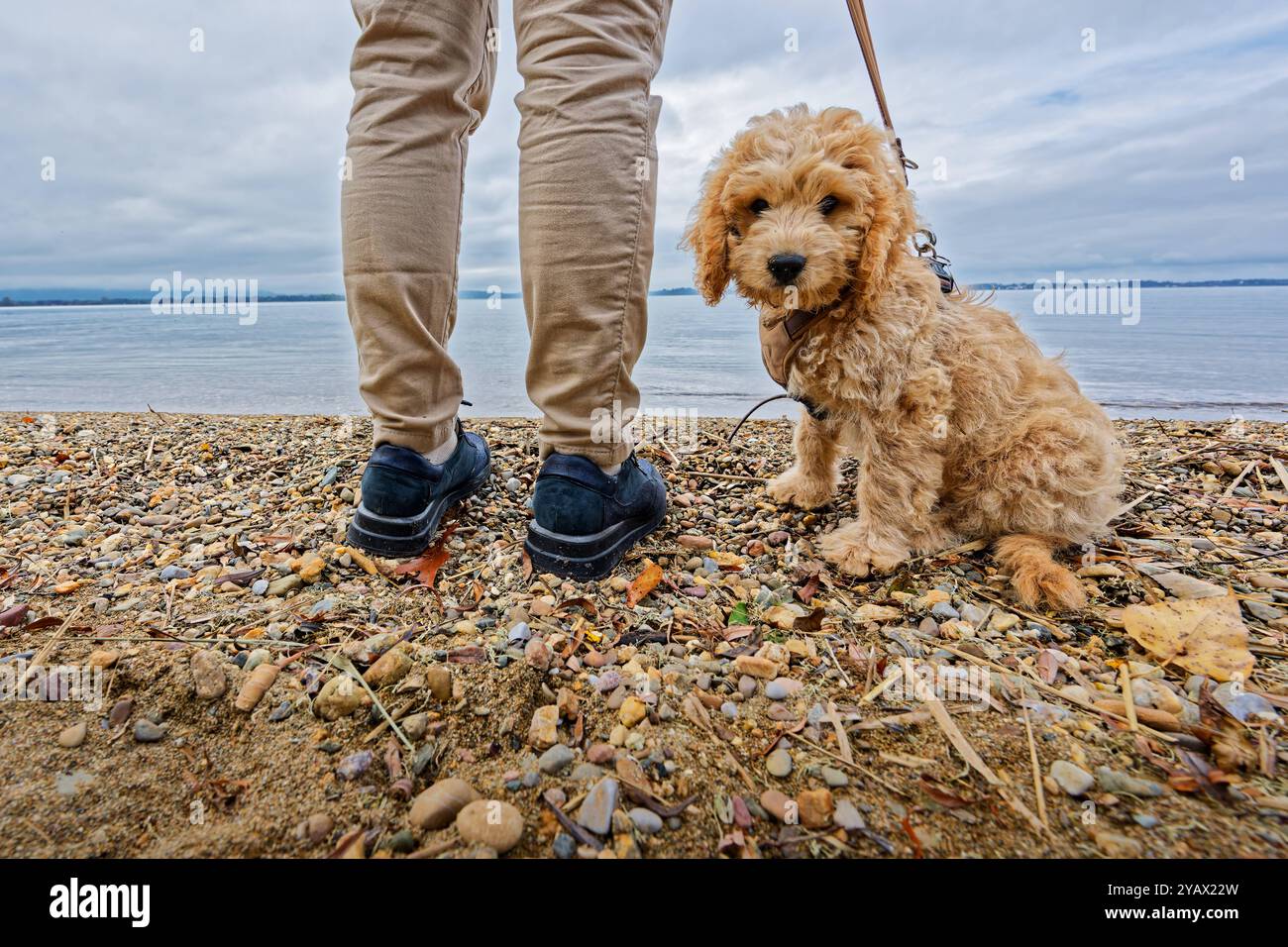 Der treue Begleiter. Die Frau mit ihrem Hund am Seeufer. Feldwies ...